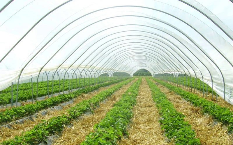 Poly Tunnel